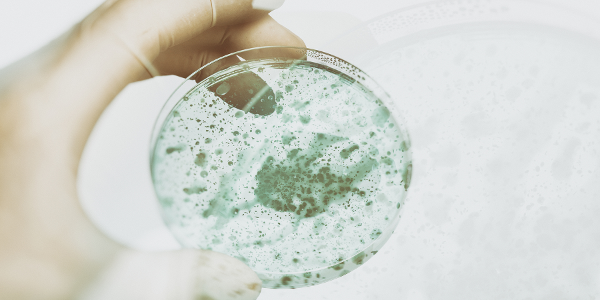 Mitigating Contamination in the Cell Culture Incubator